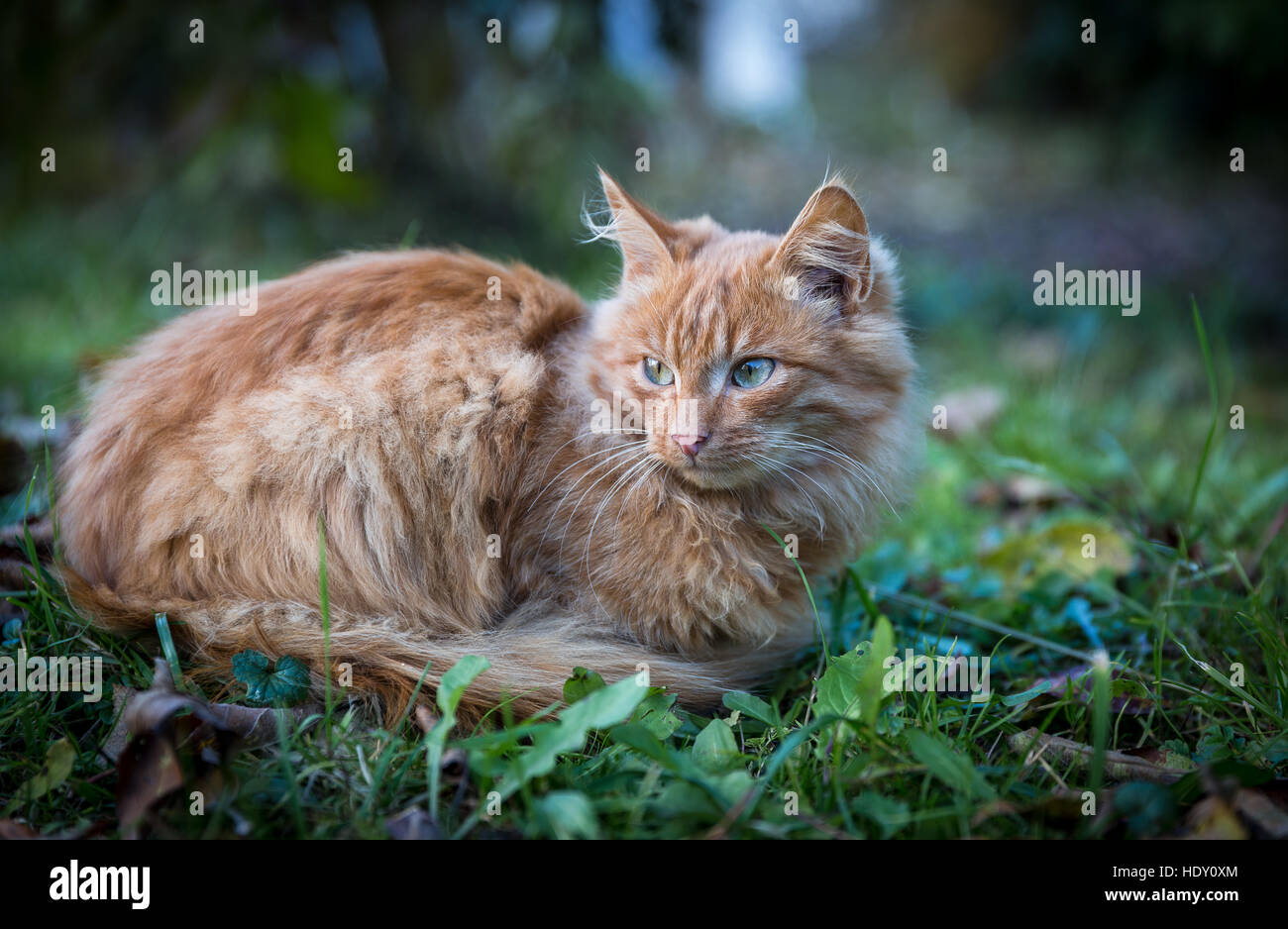Red domestic tomcat among the grass and leaves Stock Photo - Alamy