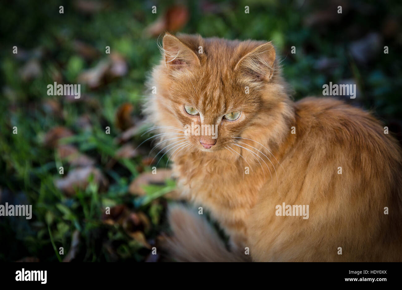 Red domestic tomcat among the grass and leaves Stock Photo - Alamy