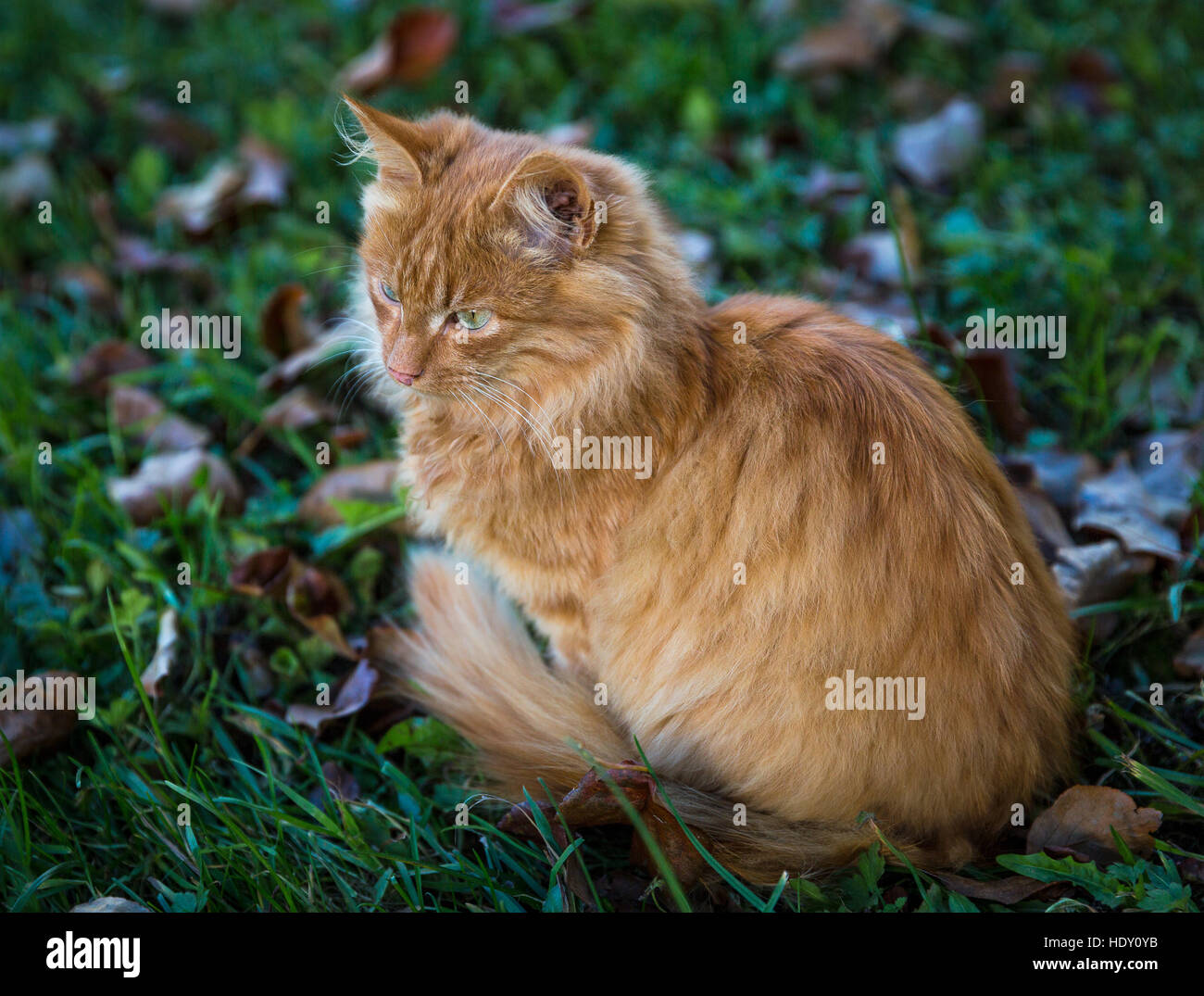 Red domestic tomcat among the grass and leaves Stock Photo - Alamy