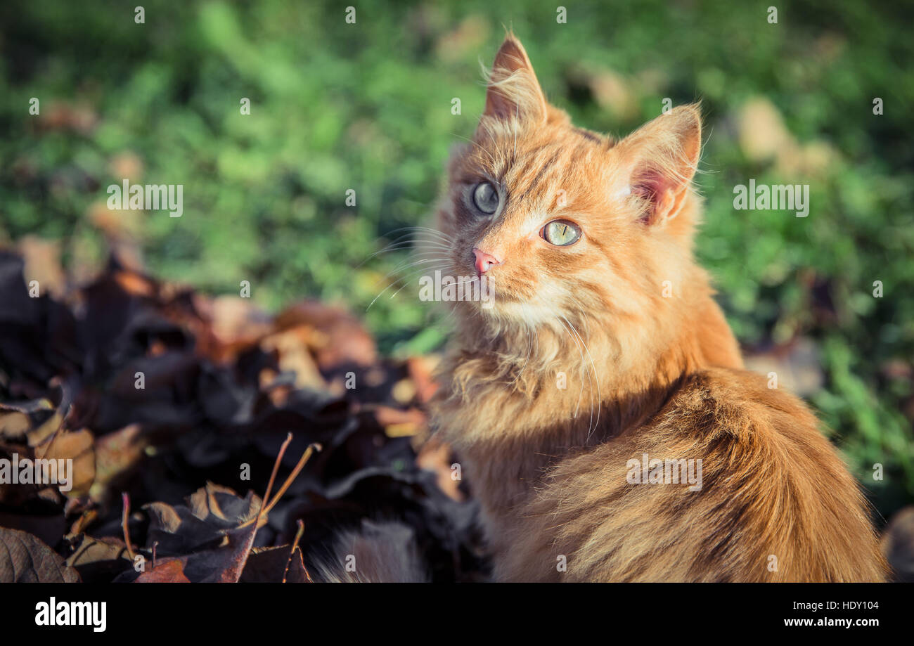 Red domestic tomcat among the grass and leaves Stock Photo - Alamy