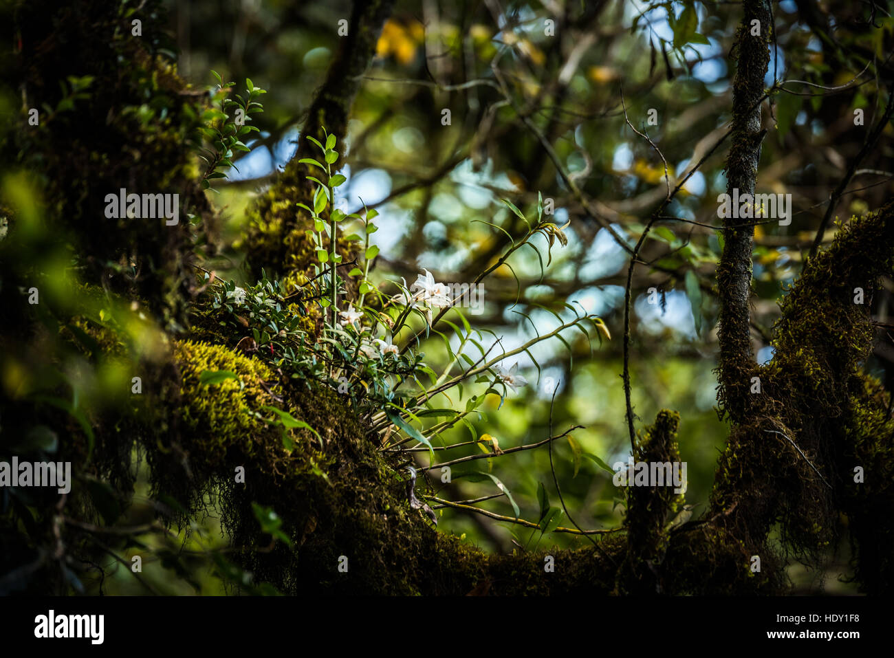 dendrobium christyanum Wild orchid in Thailand Stock Photo - Alamy