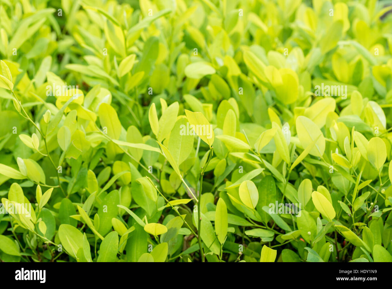 Leaves of coca plant or Erythroxylum novogranatense Stock Photo - Alamy