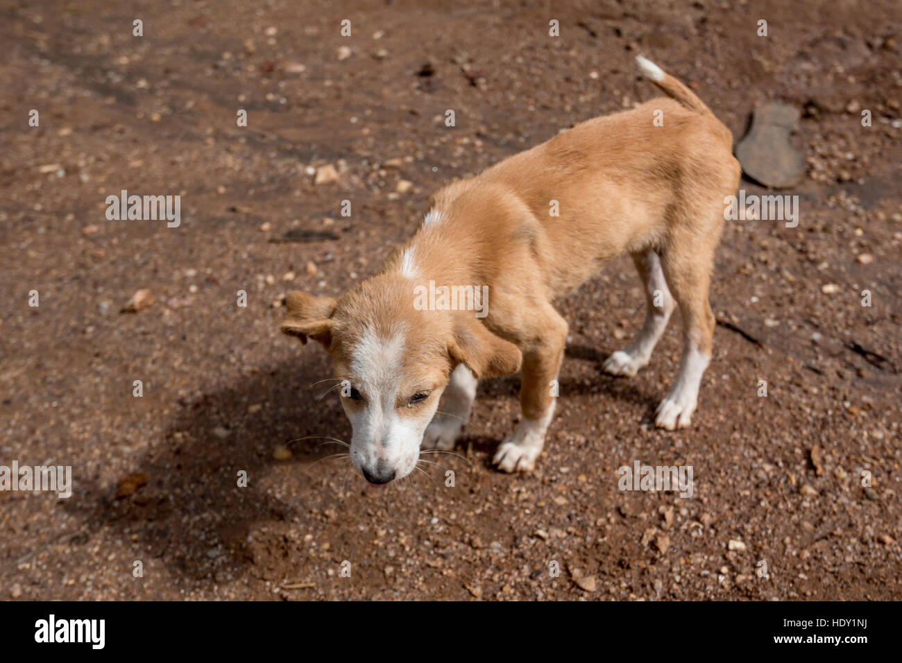 Sad lonesome stray dog is staying in mud Stock Photo - Alamy