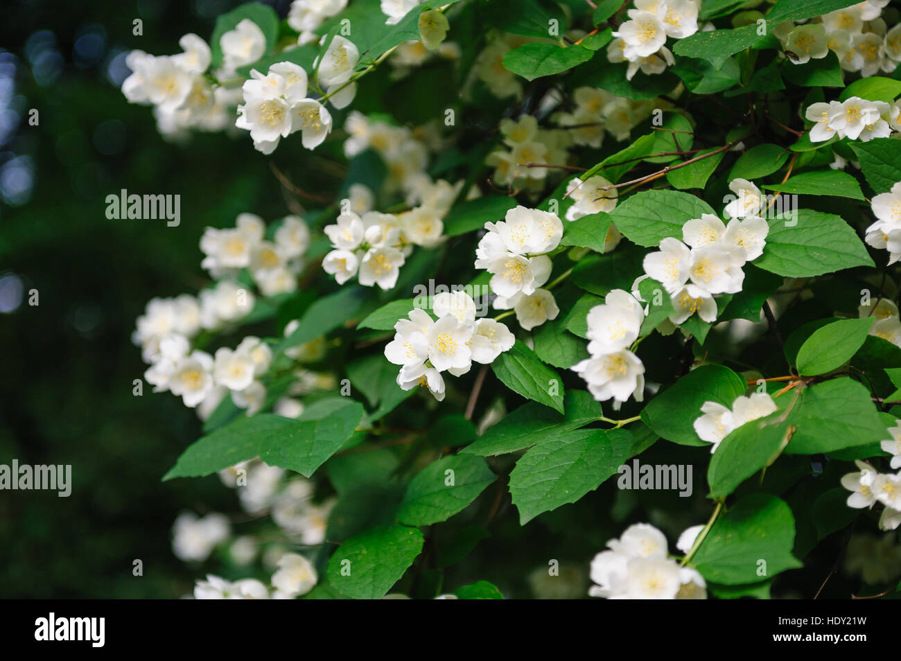 beautiful white jasmine flowers in the summer Park Stock Photo - Alamy