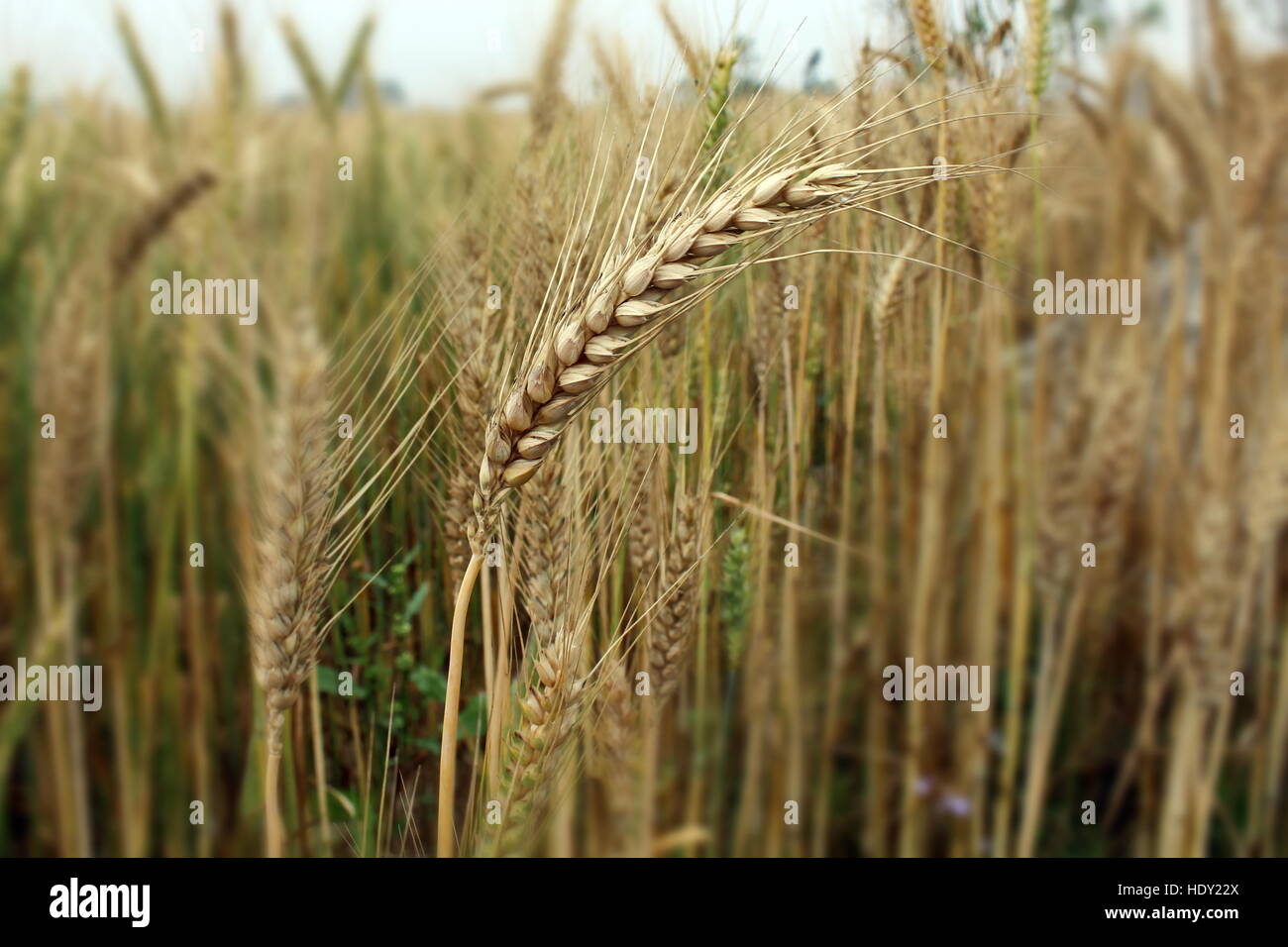 Wheat plant hi-res stock photography and images - Alamy