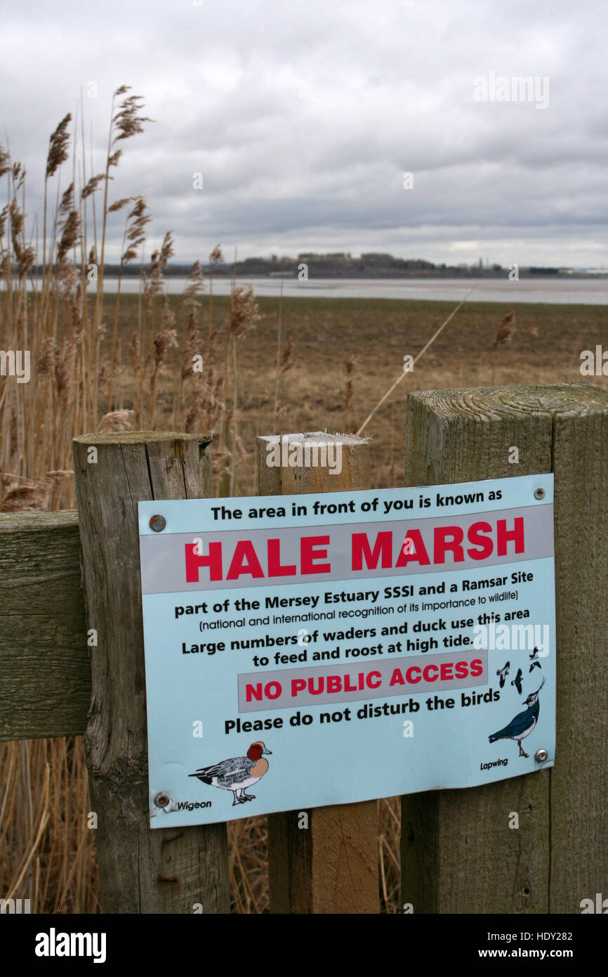 Mersey estuary duck hi-res stock photography and images - Alamy