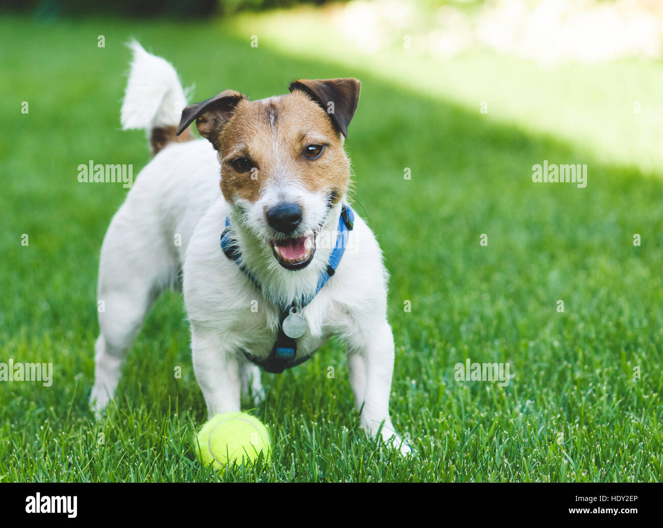 Smiling terrier dog with a ball at hot day Stock Photo - Alamy