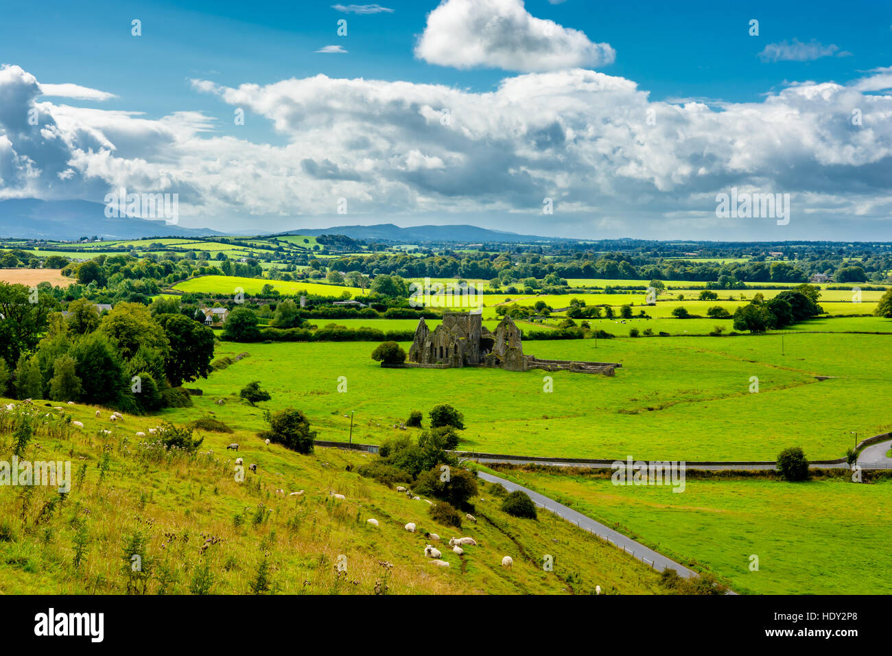 Herd Of Cattle In Landscape Of Tipperary In Ireland Stock Photo - Alamy