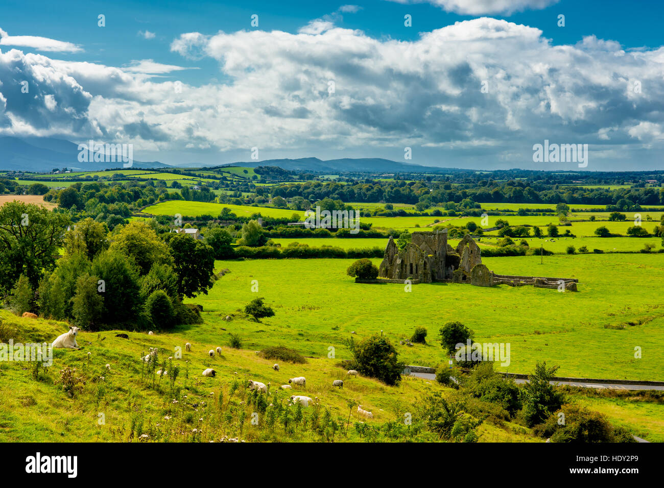 Herd Of Cattle In Landscape Of Tipperary In Ireland Stock Photo - Alamy
