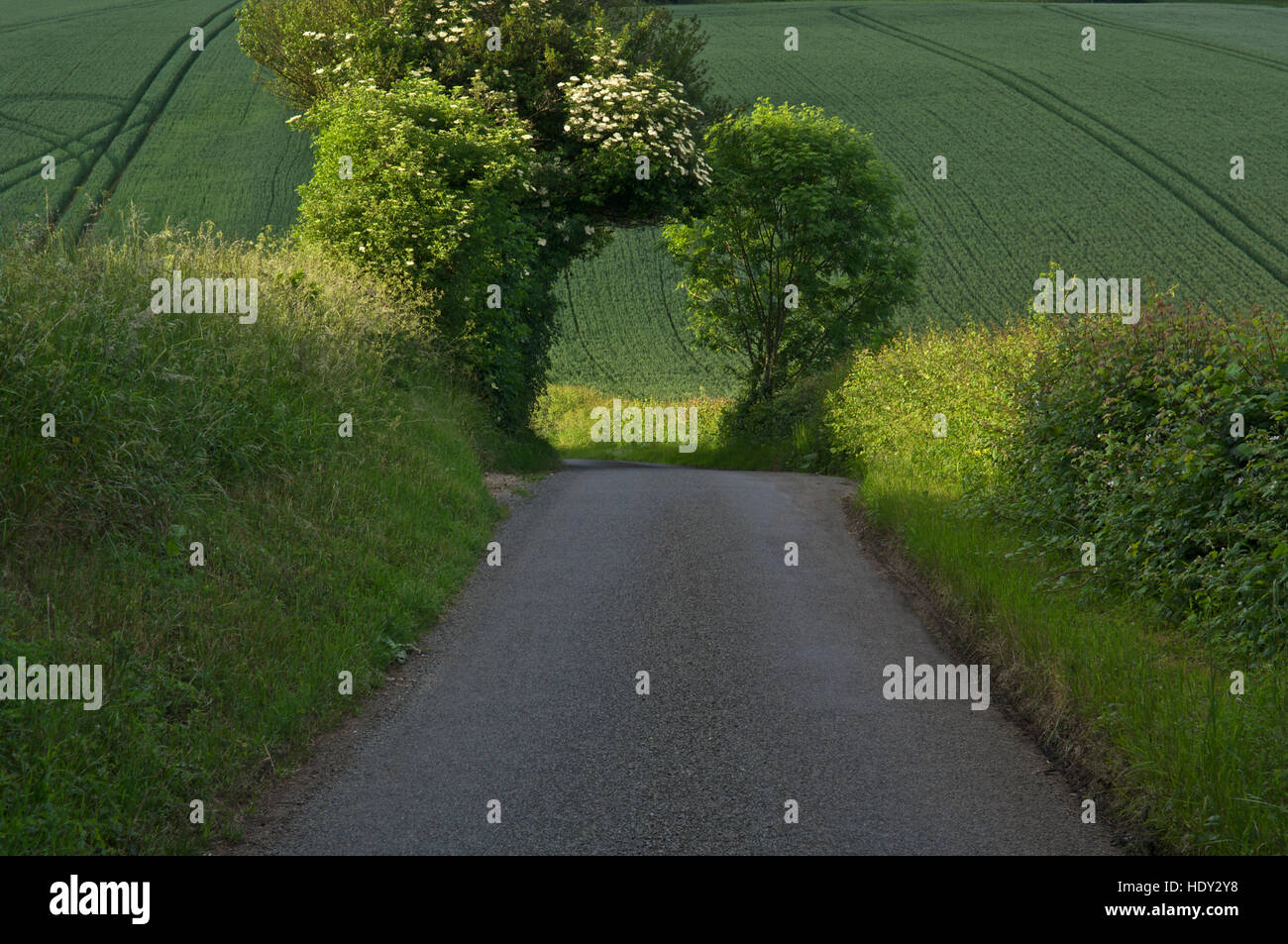 Narrow lane in farming countryside Stock Photo - Alamy