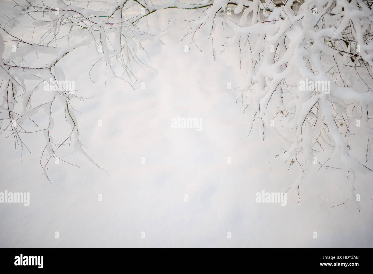 winter white tree branch on snow background in wintertime Stock Photo ...