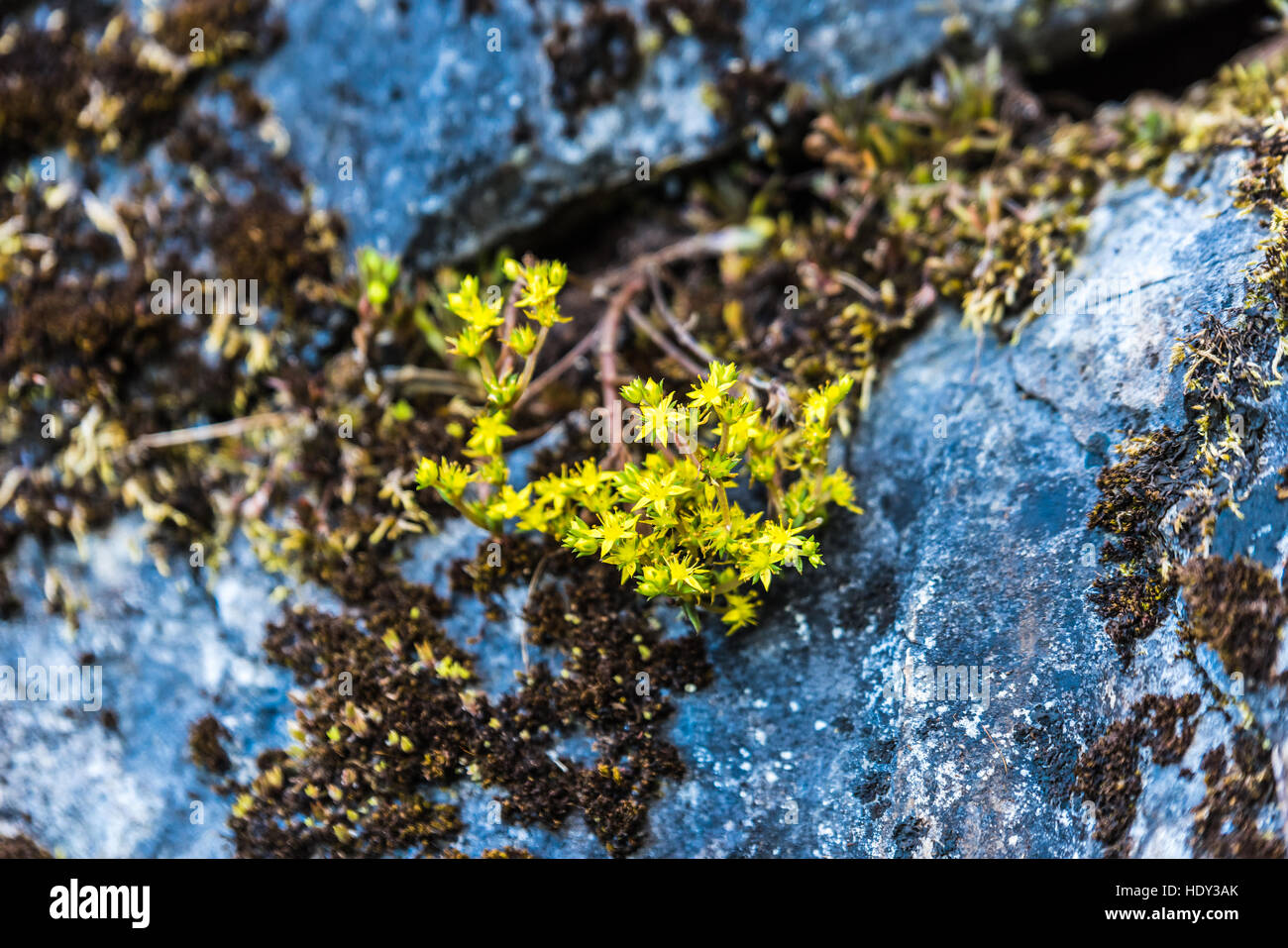 Yellow flowers growing rocks hi-res stock photography and images - Alamy