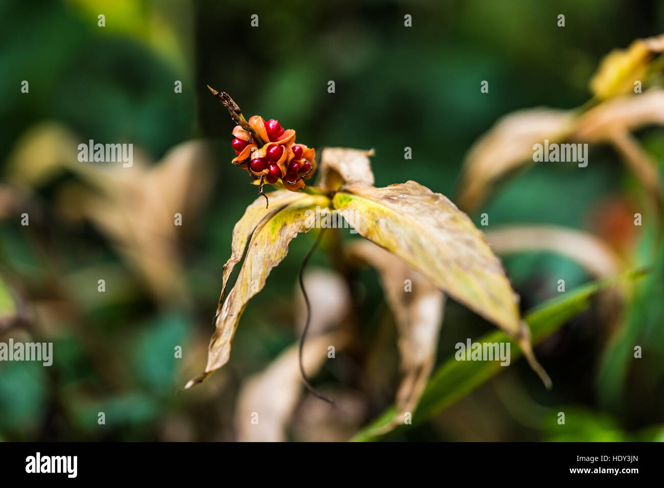 Plants with red fruit Stock Photo - Alamy