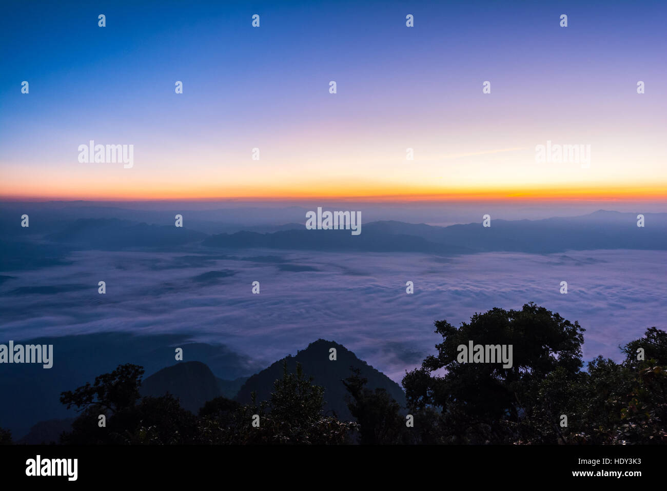 Sea fog in the forest Stock Photo - Alamy