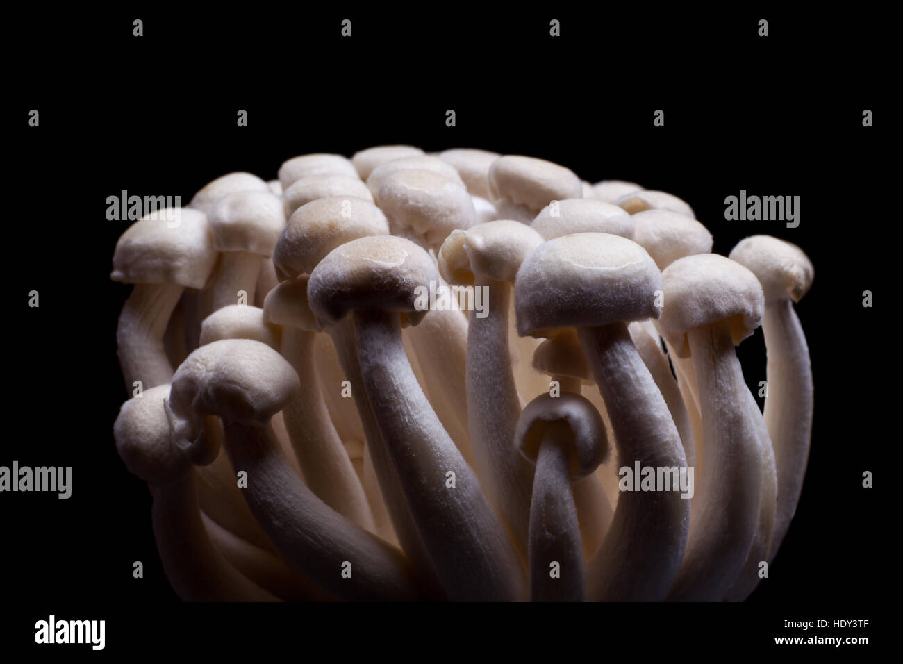 White shimeji mushrooms isolated on black reflective background Stock ...
