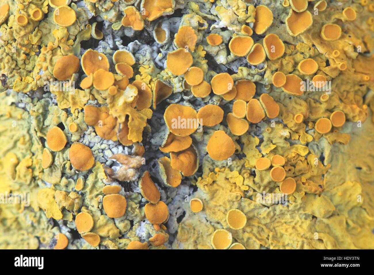 Lichen texture hi-res stock photography and images - Alamy