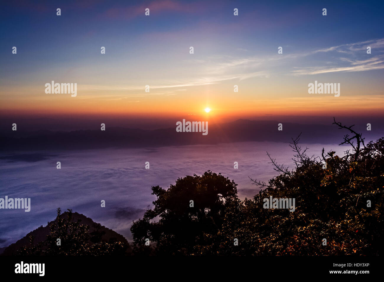 Sea fog in the forest Stock Photo - Alamy