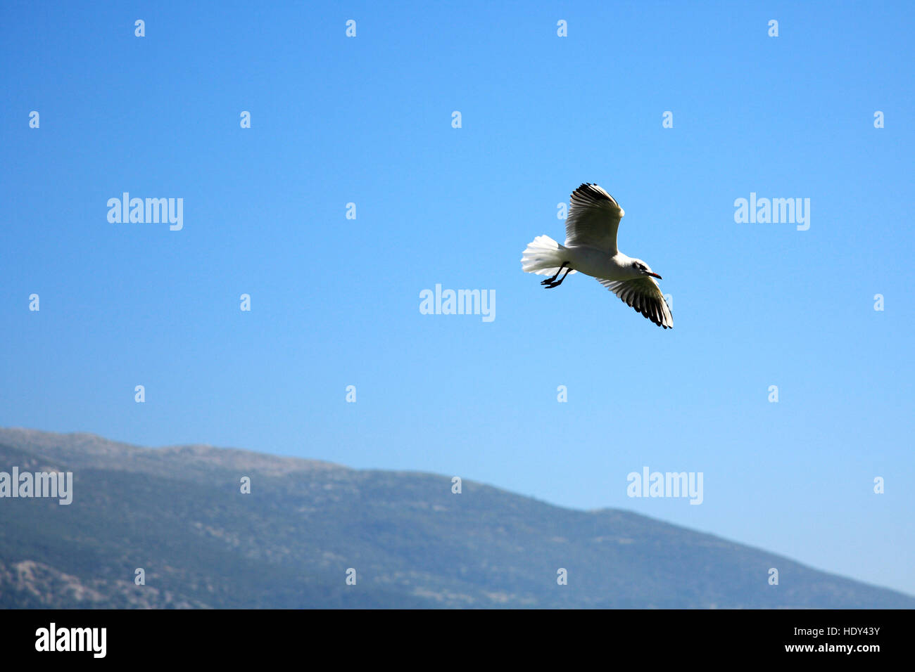Gull of greece hi-res stock photography and images - Alamy