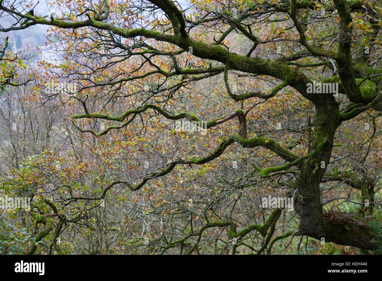 Wizened hi-res stock photography and images - Alamy