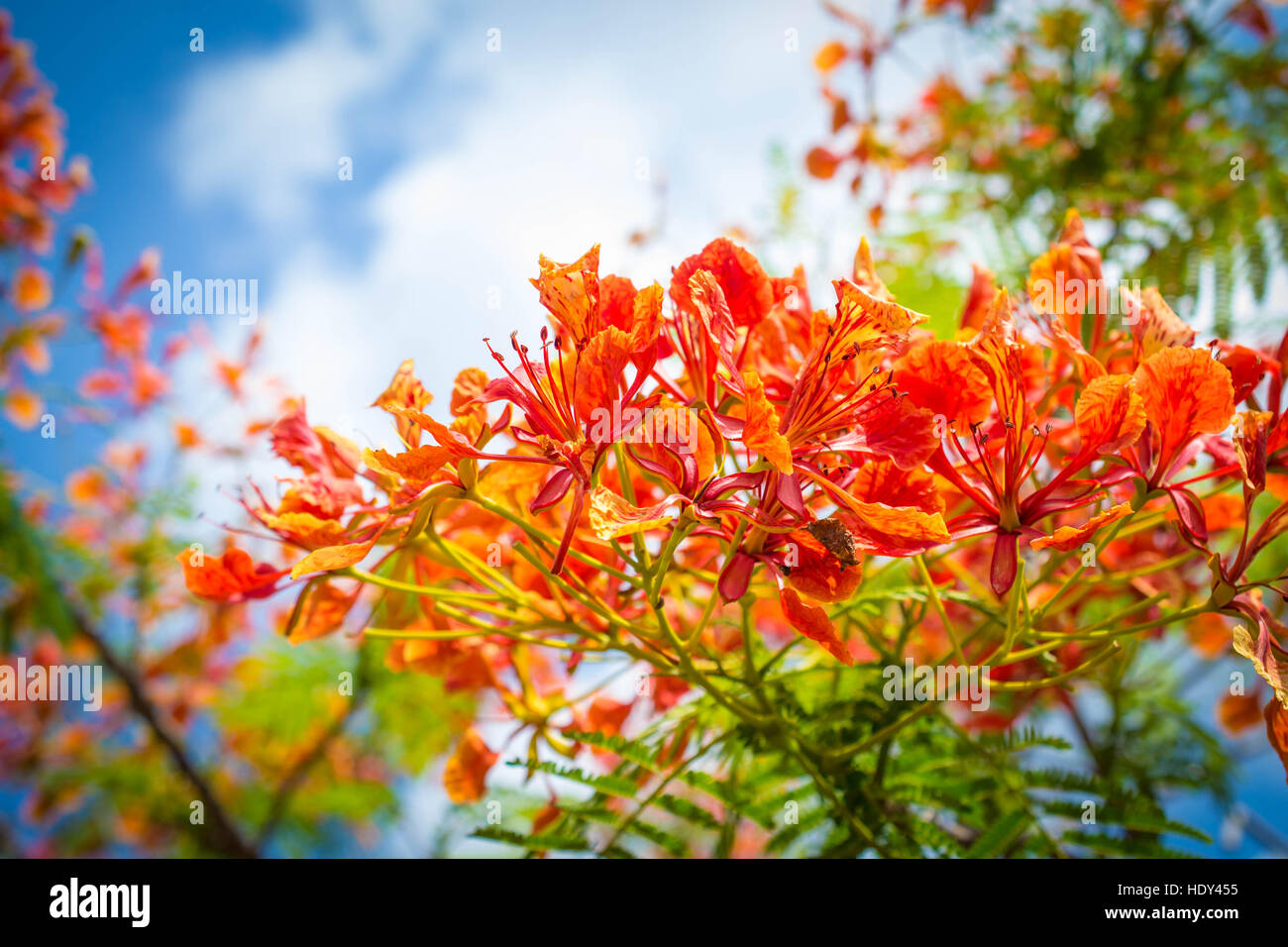The Flame Tree Stock Photo - Alamy