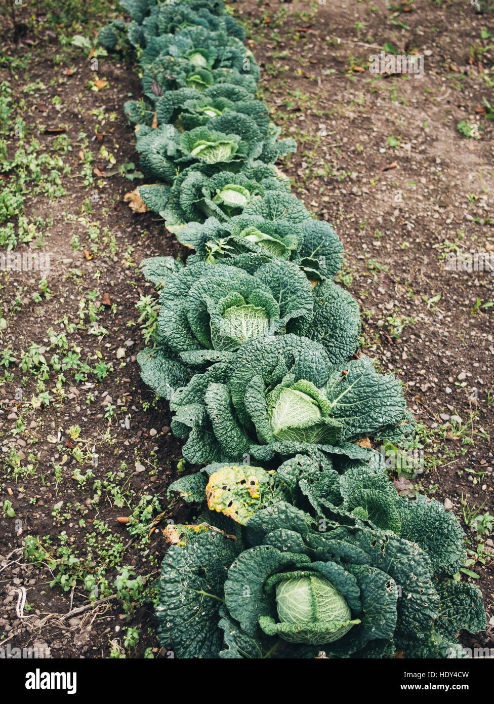 Row of cabbages hi-res stock photography and images - Alamy