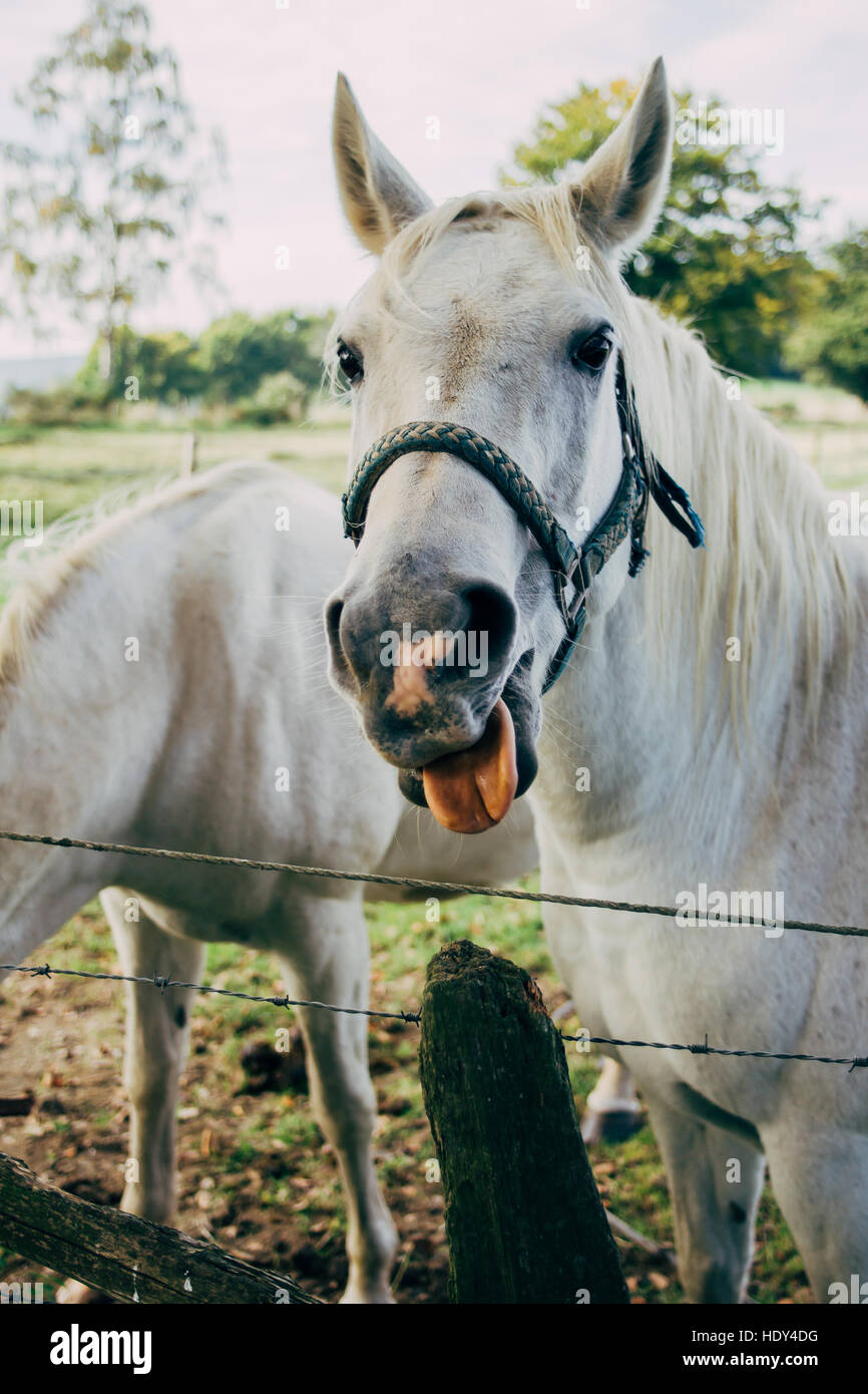 Funny Horse Face Tongue Funny Horse Photos To Brighten Your Day