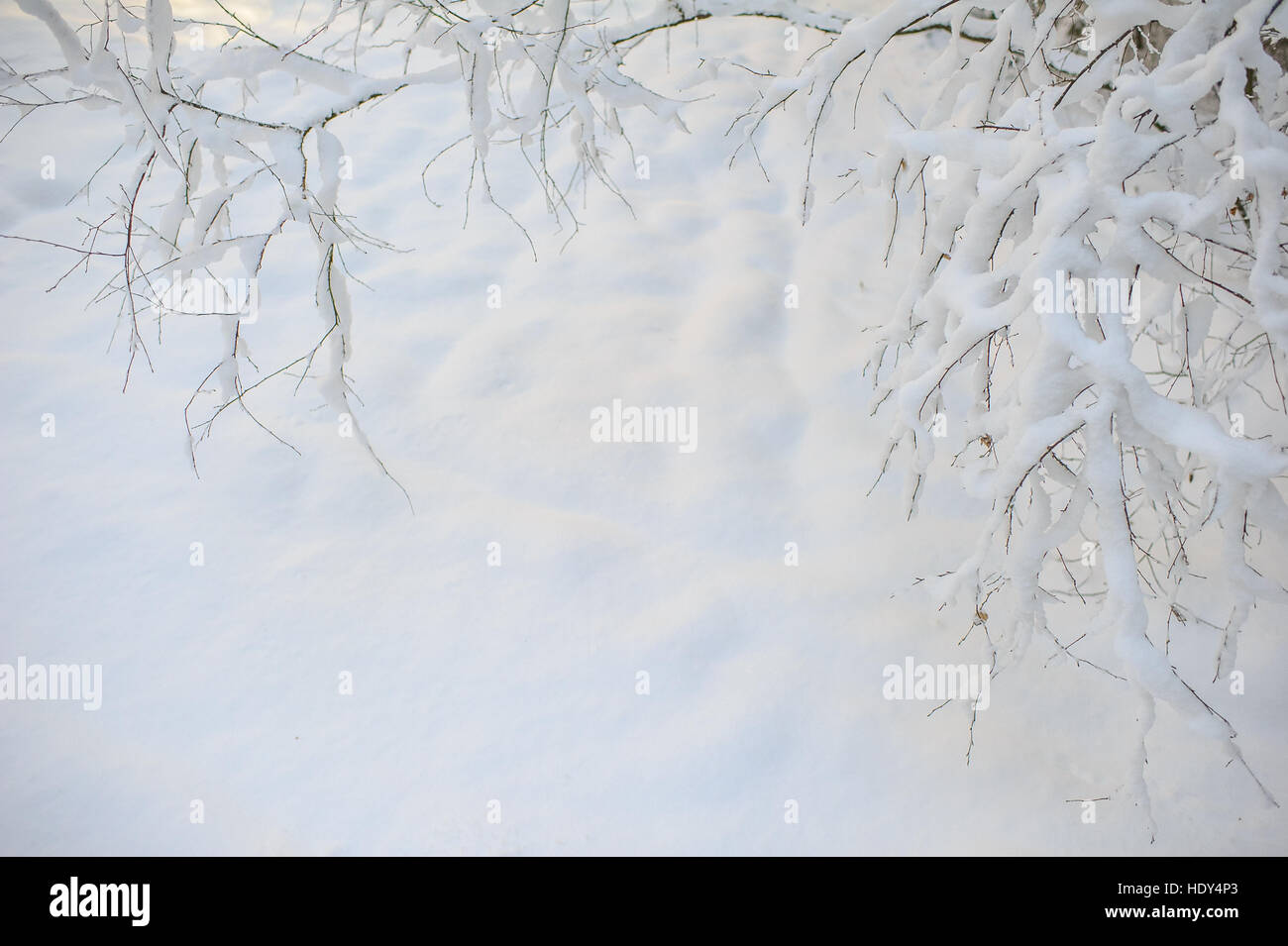 winter white tree branches on snow background in wintertime Stock Photo ...