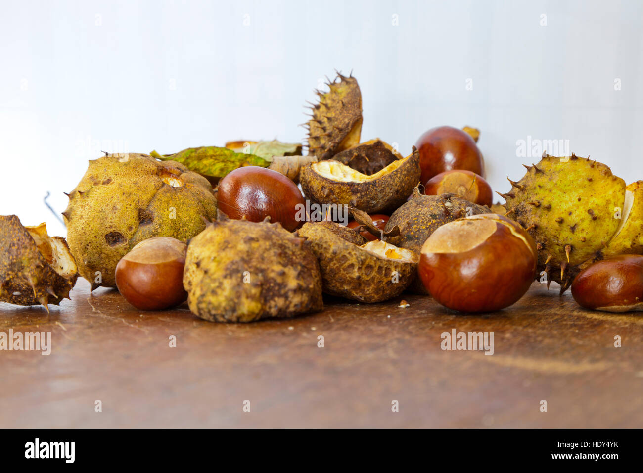 Conkers game hi-res stock photography and images - Alamy