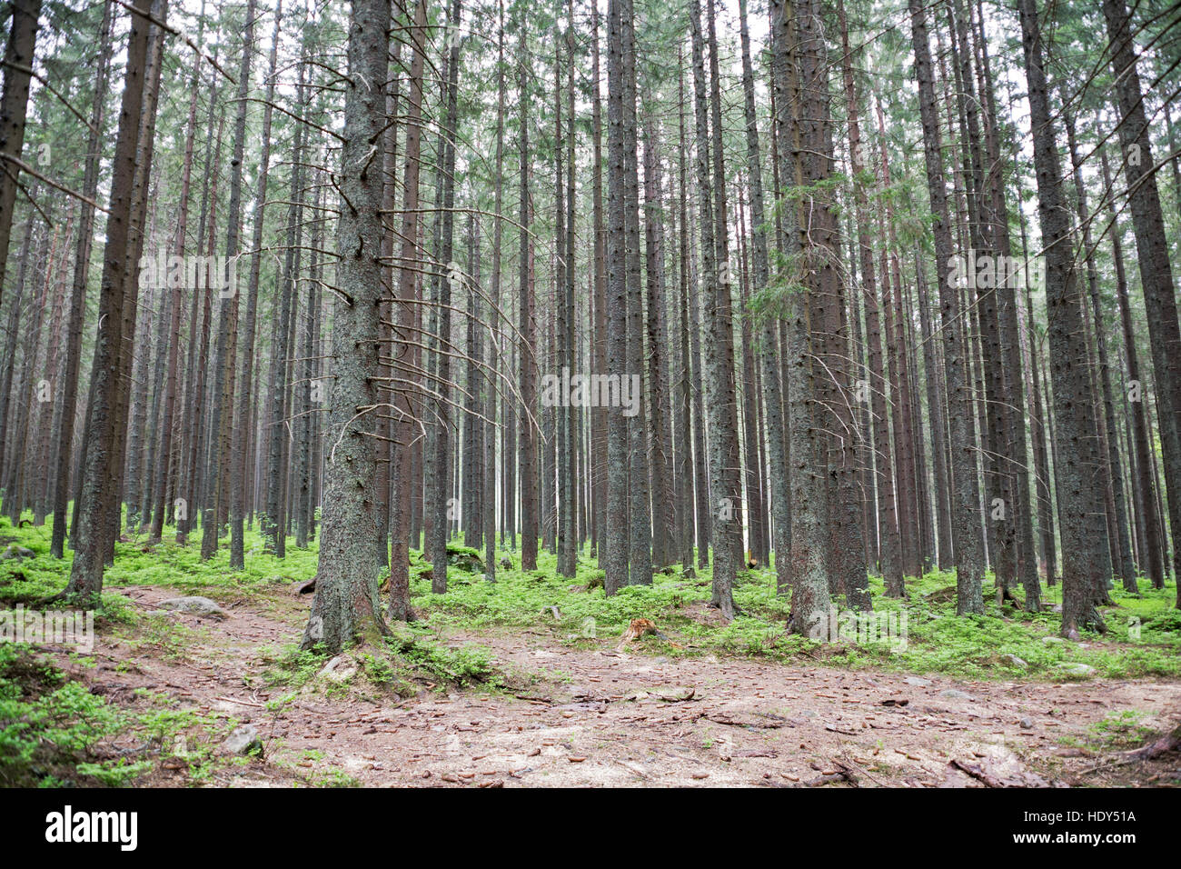 Trees in a forest Stock Photo - Alamy