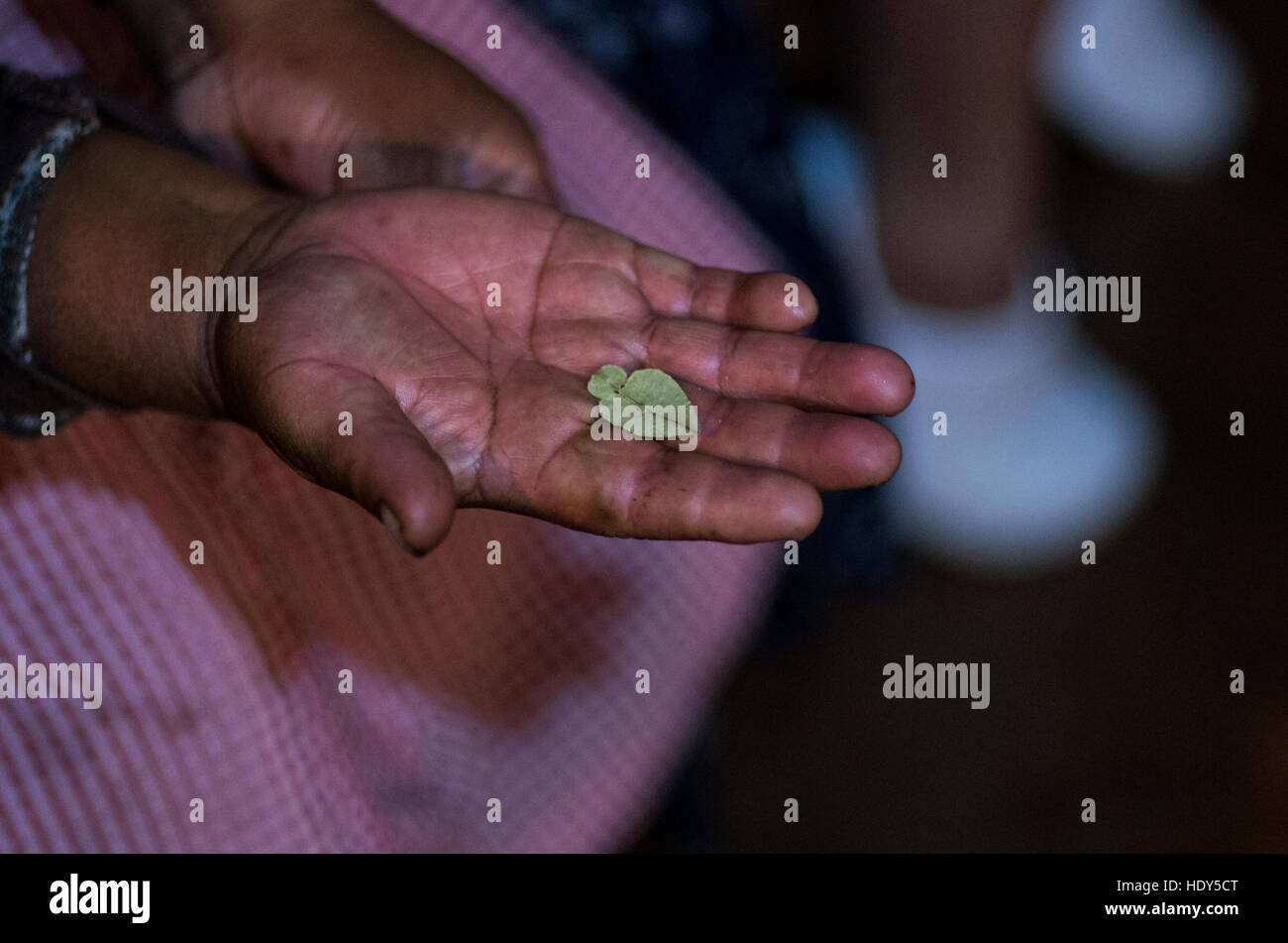 Coca leaf reading hi-res stock photography and images - Alamy