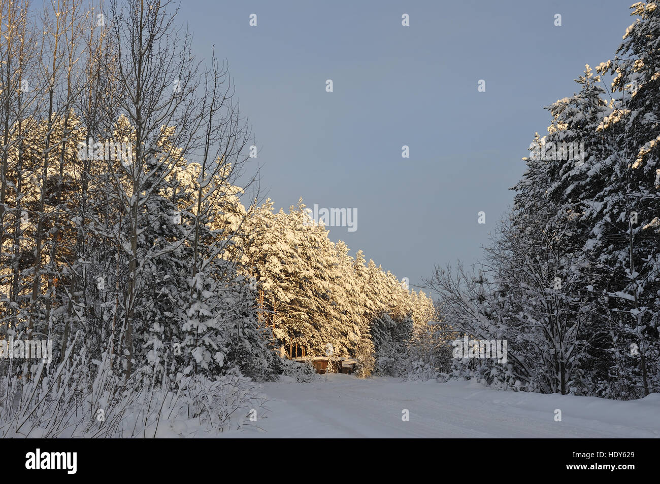 Snowy road trough wintry forest Stock Photo - Alamy