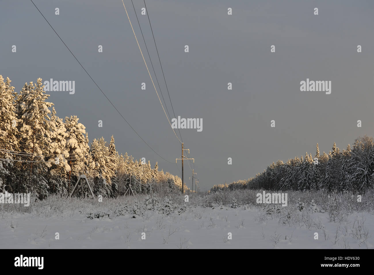 Power lines in the snowy frosty forest Stock Photo - Alamy