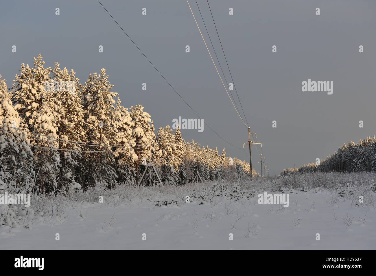 Power lines in the snowy frosty forest Stock Photo - Alamy