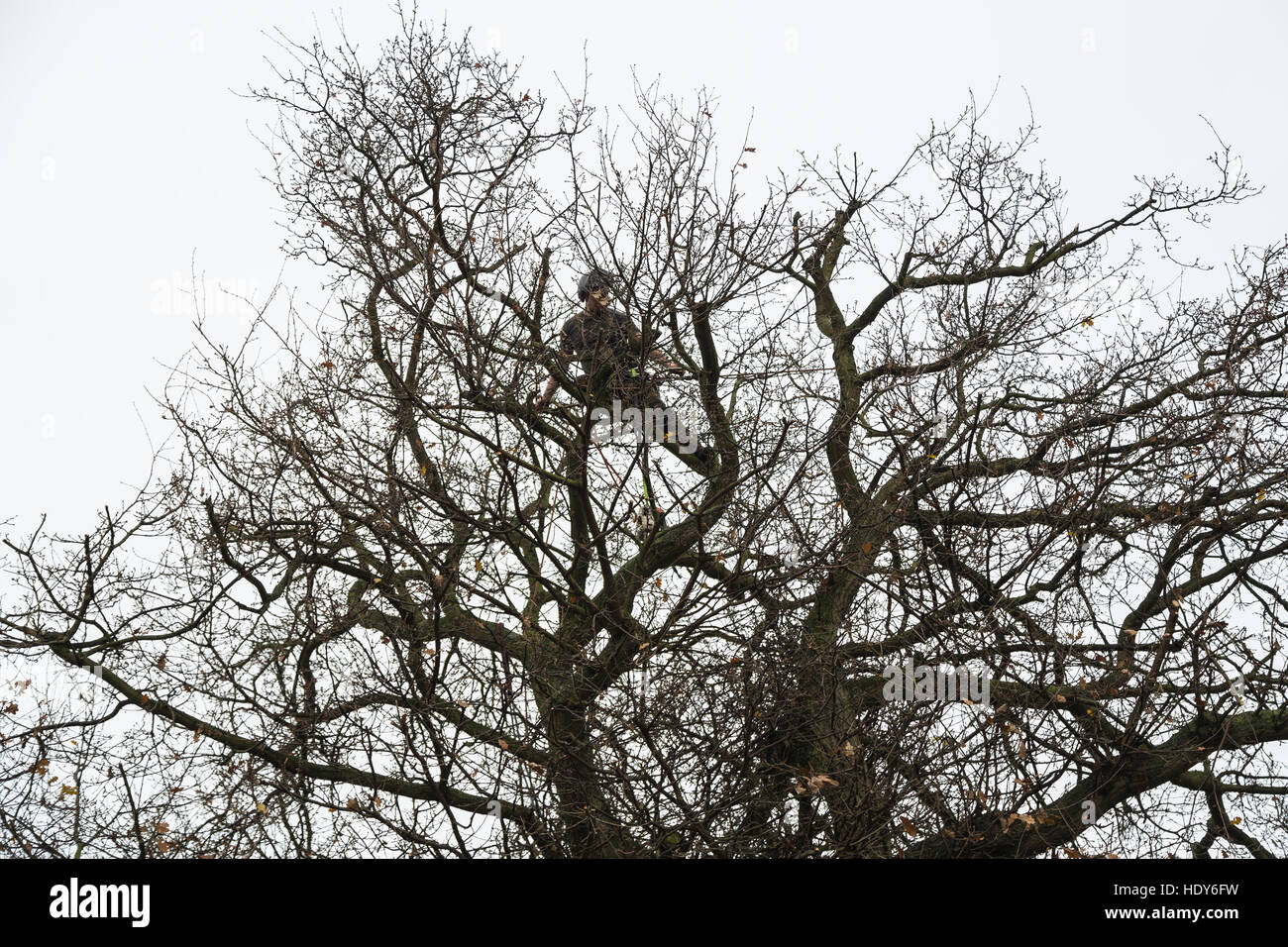 A professional arborist, tree surgeon high in an oak tree using ropes ...