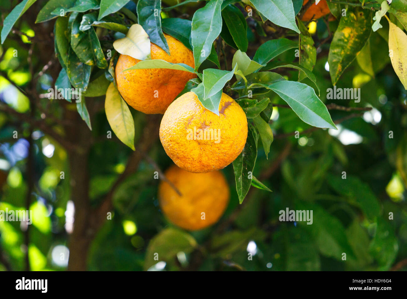 orange tree ripe fruit,fruit, orange, tangerine citrus new crop Stock ...
