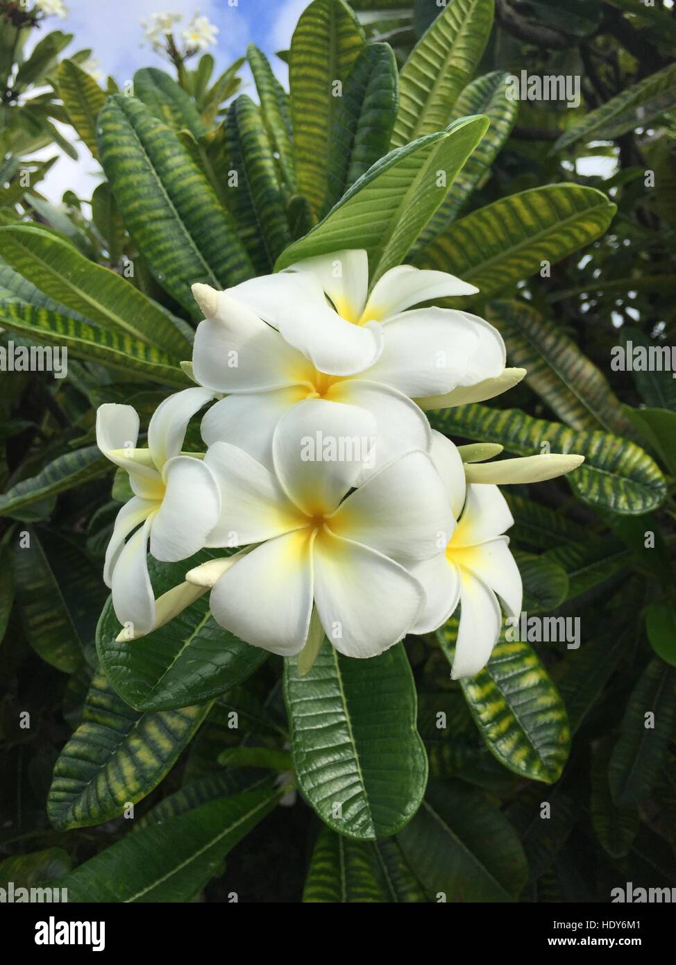 Plumeria plants hi-res stock photography and images - Alamy