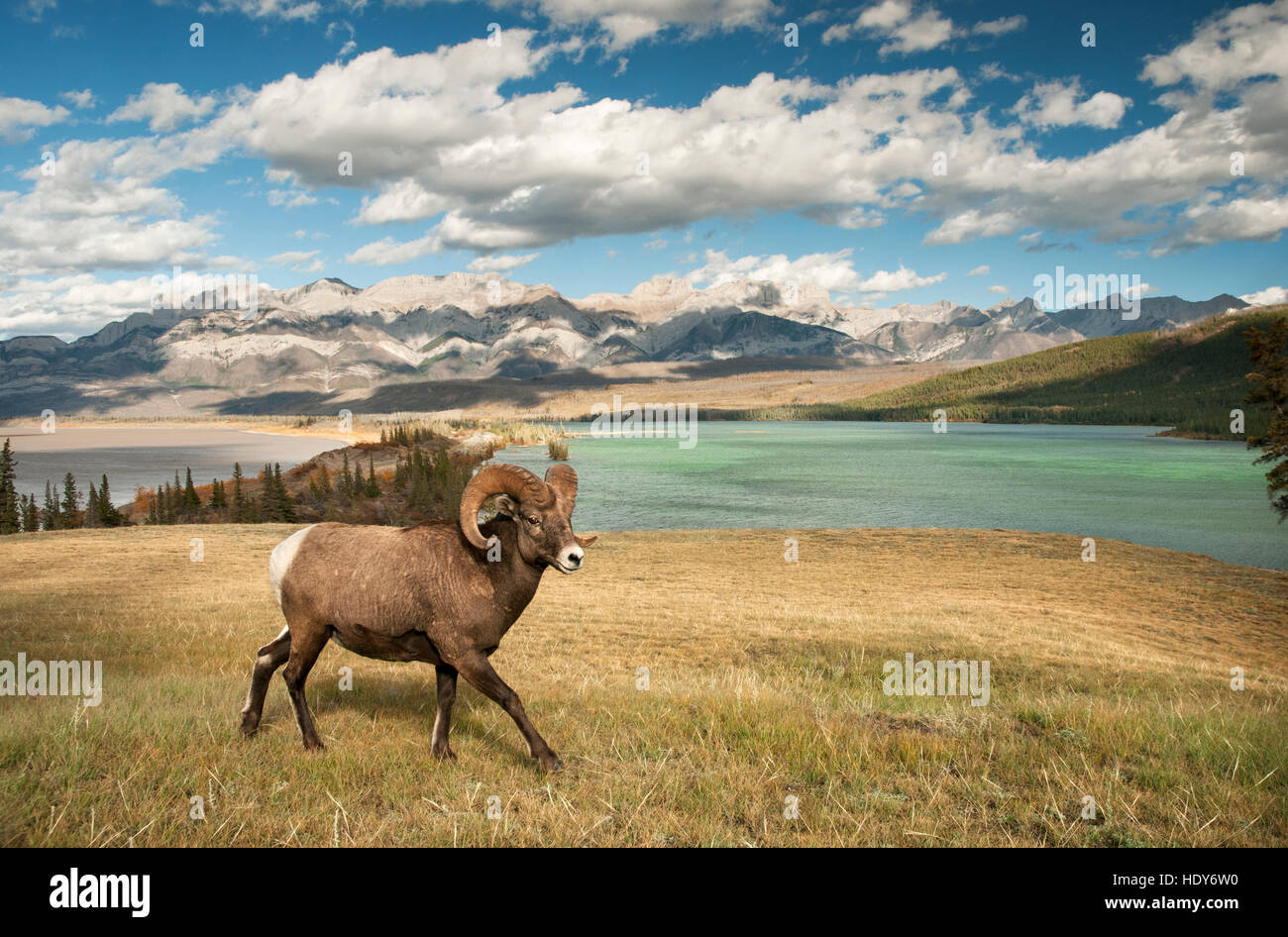 Rocky Mountain Bighorn Sheep Ram High Resolution Stock Photography and ...