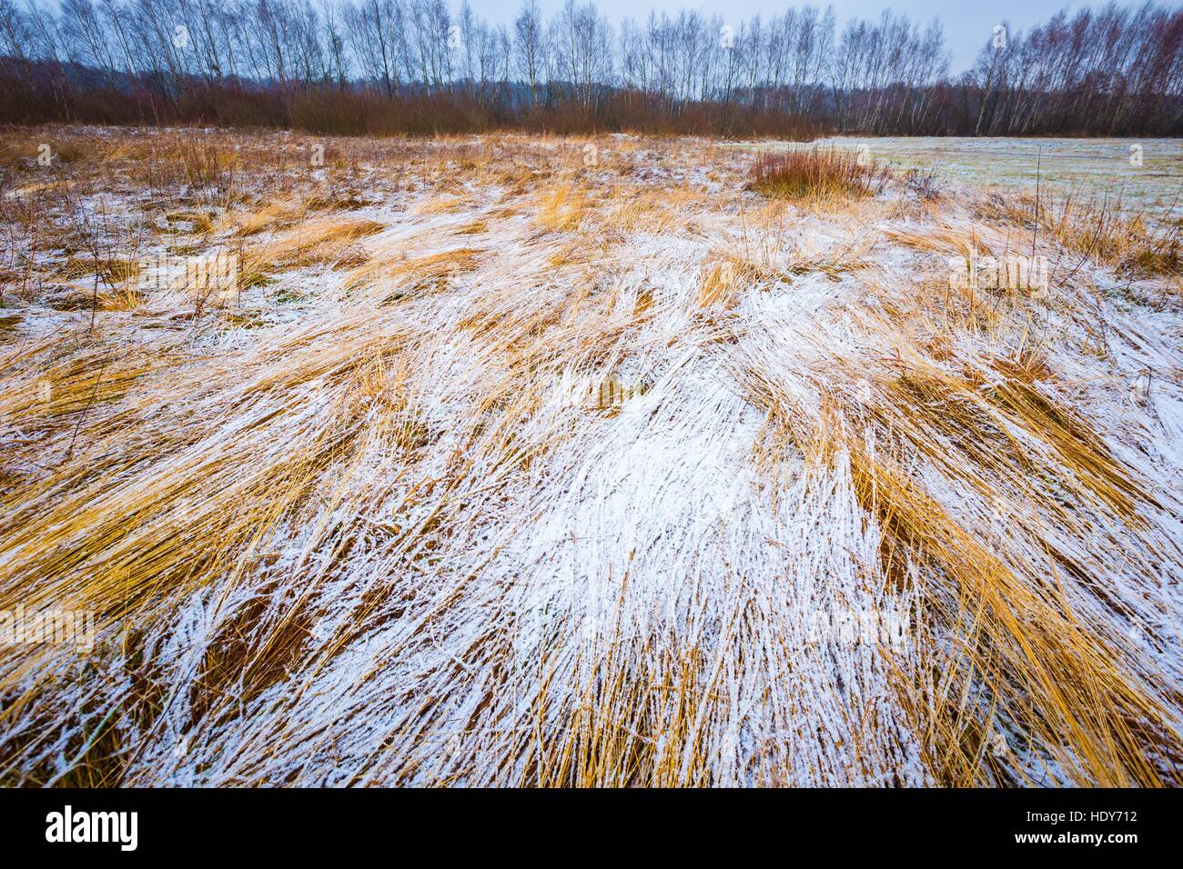 Bad weather winter meadow landscape. Winter meadow with first snow ...