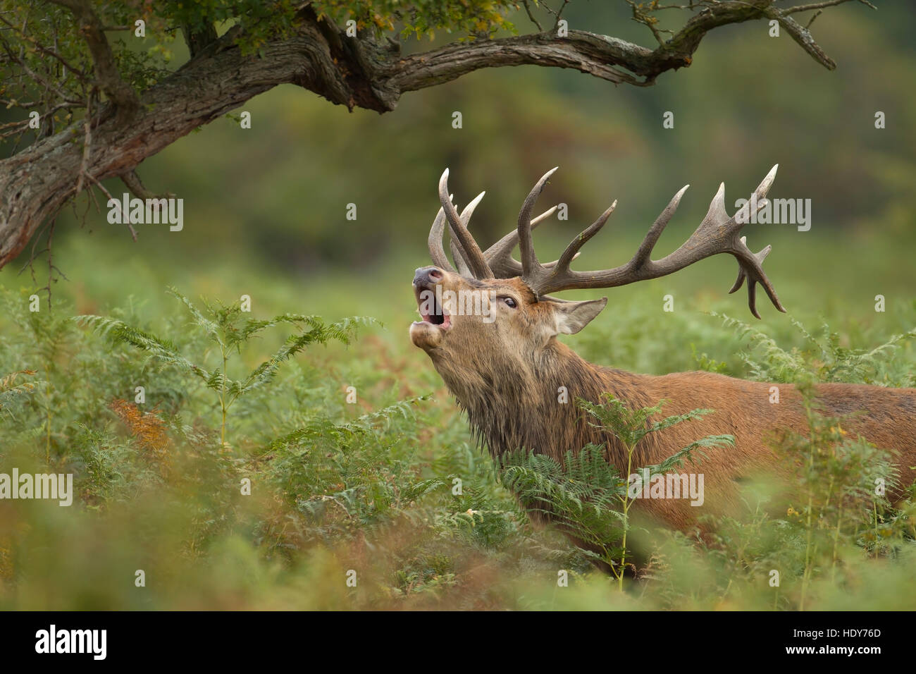 Roaring roar hi-res stock photography and images - Alamy