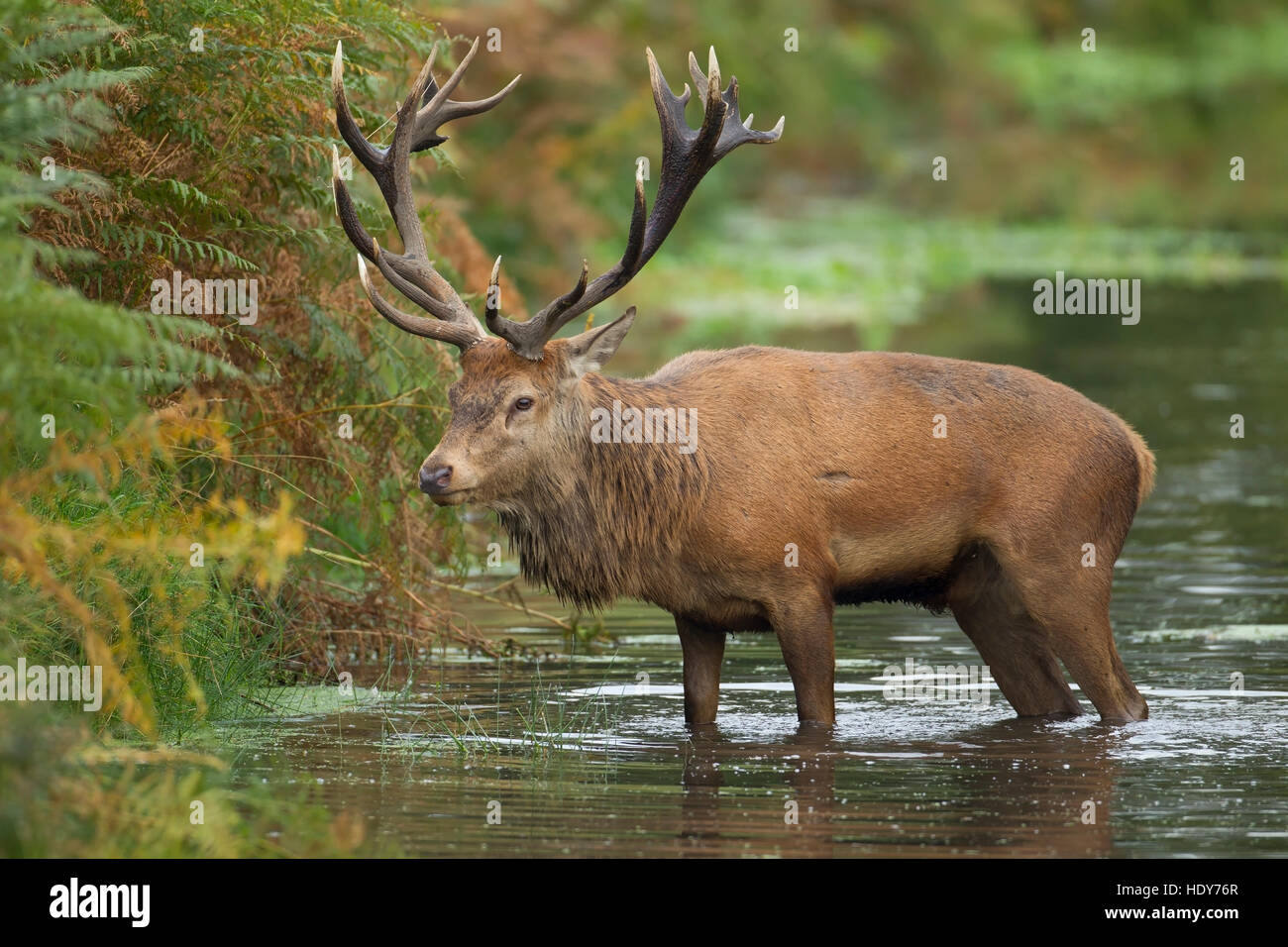 Stag standing in the water hi-res stock photography and images - Alamy