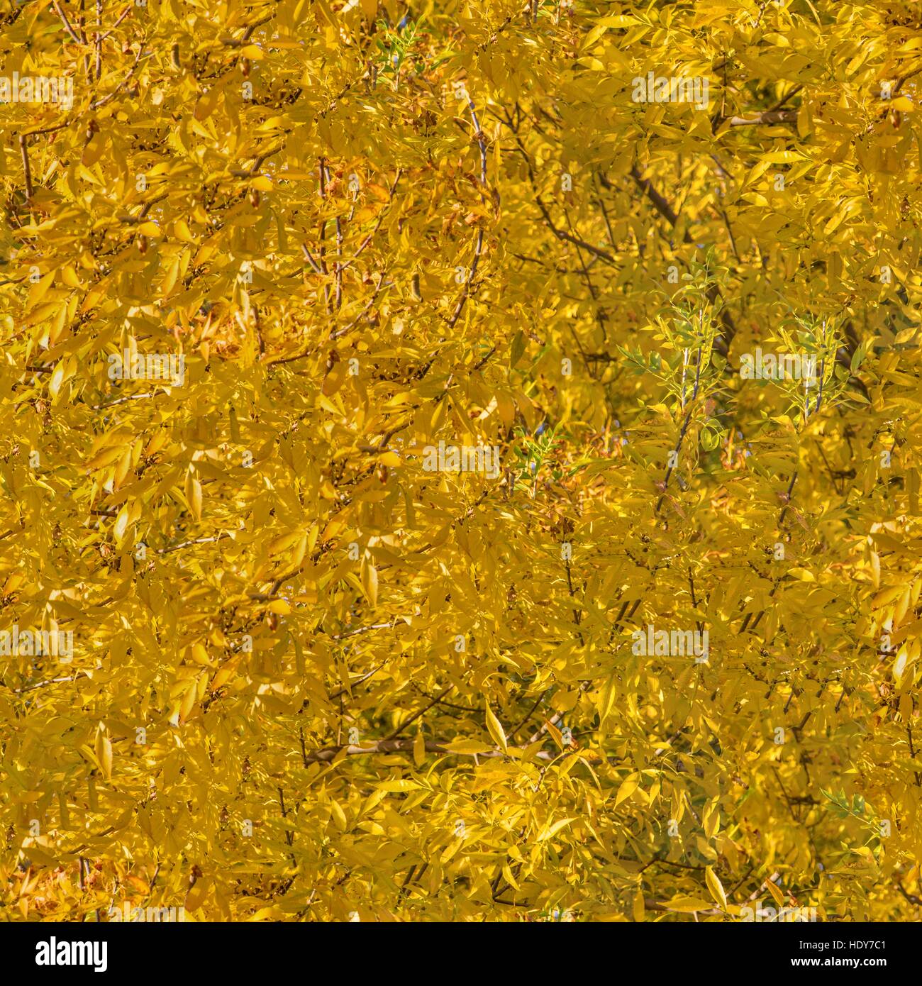 Seamless tree hi-res stock photography and images - Alamy