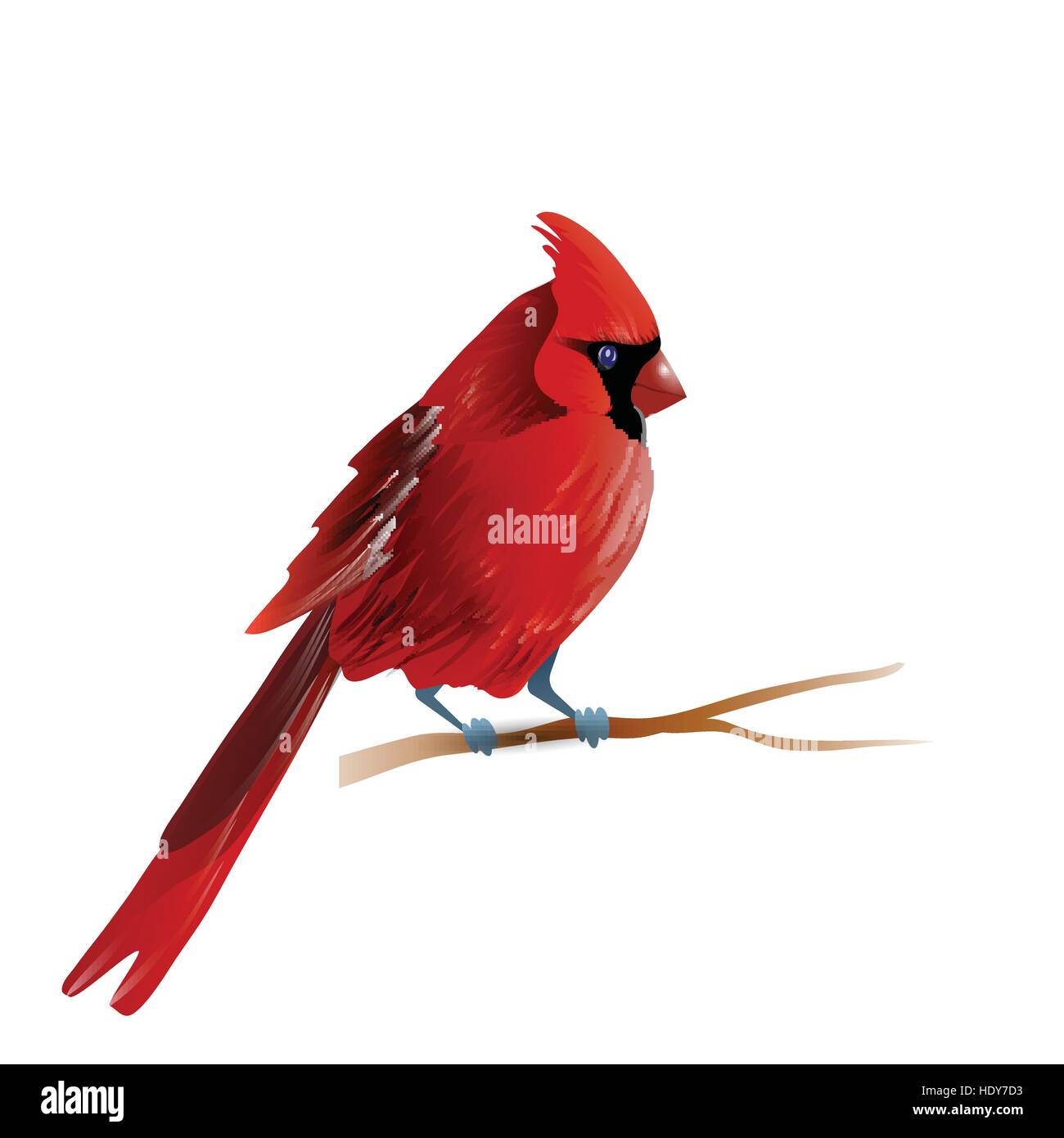 Vector illustration of cardinal Stock Vector Image & Art - Alamy