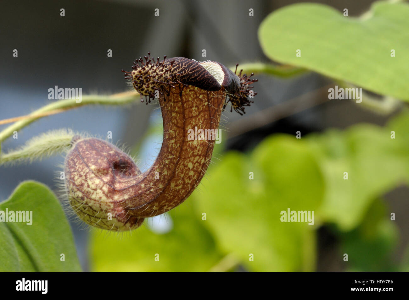 Aristolochia ridicula in flower, Brazilian pipevine Stock Photo - Alamy