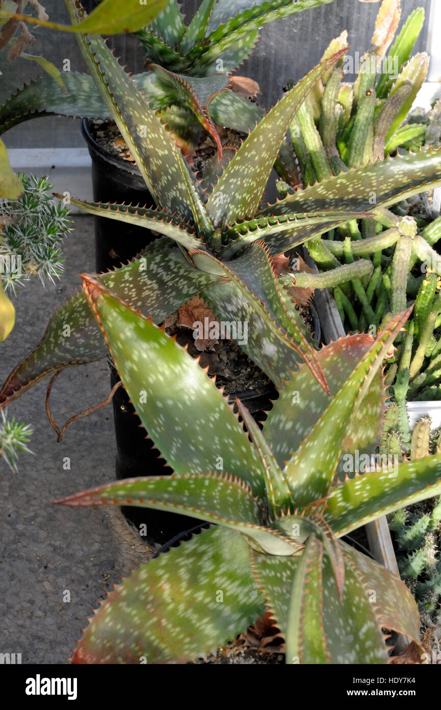 Aloe dewetii in cultivation Stock Photo - Alamy