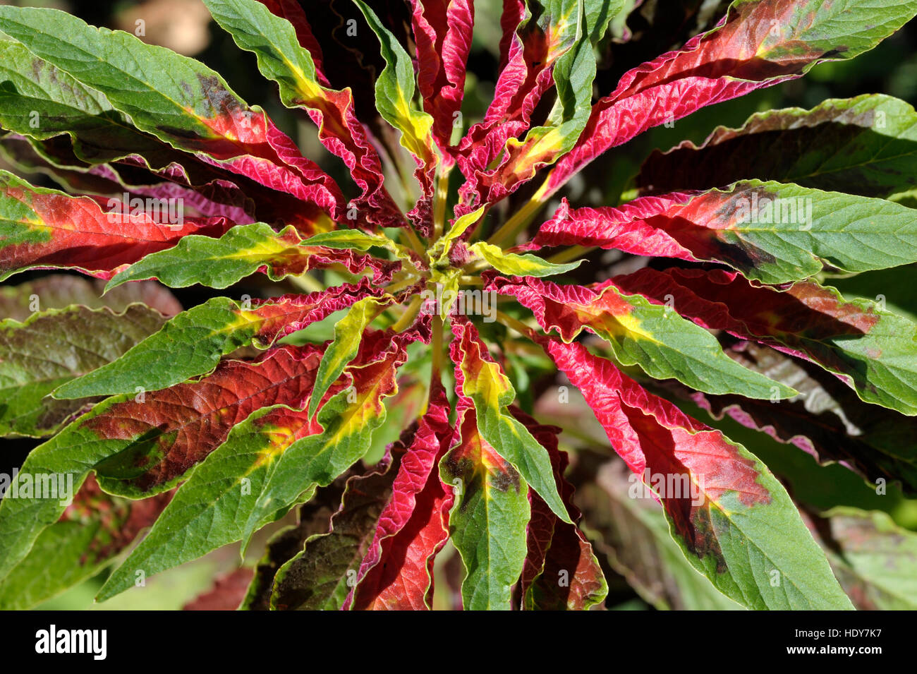 Amaranthus tricolor 'Splendens-Perfecta' leaves Stock Photo - Alamy