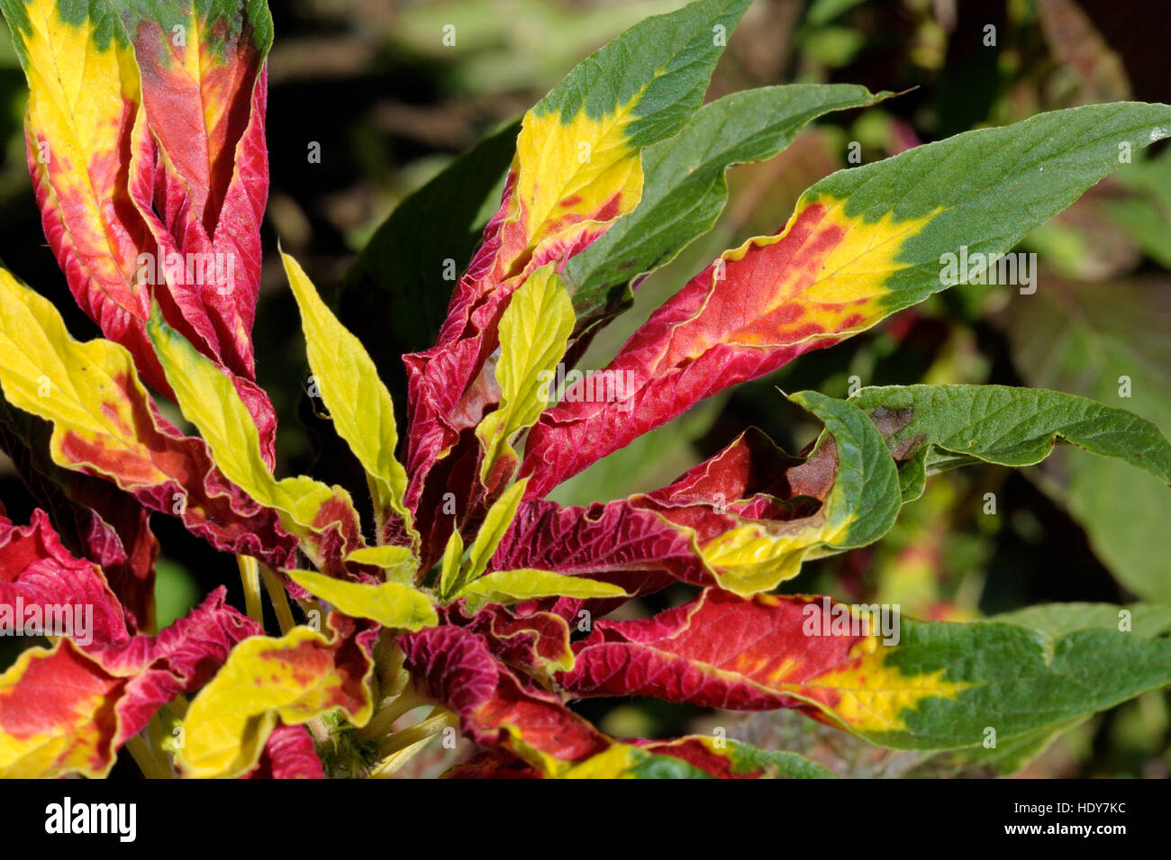 Amaranthus tricolor 'Splendens-Perfecta' leaves Stock Photo - Alamy