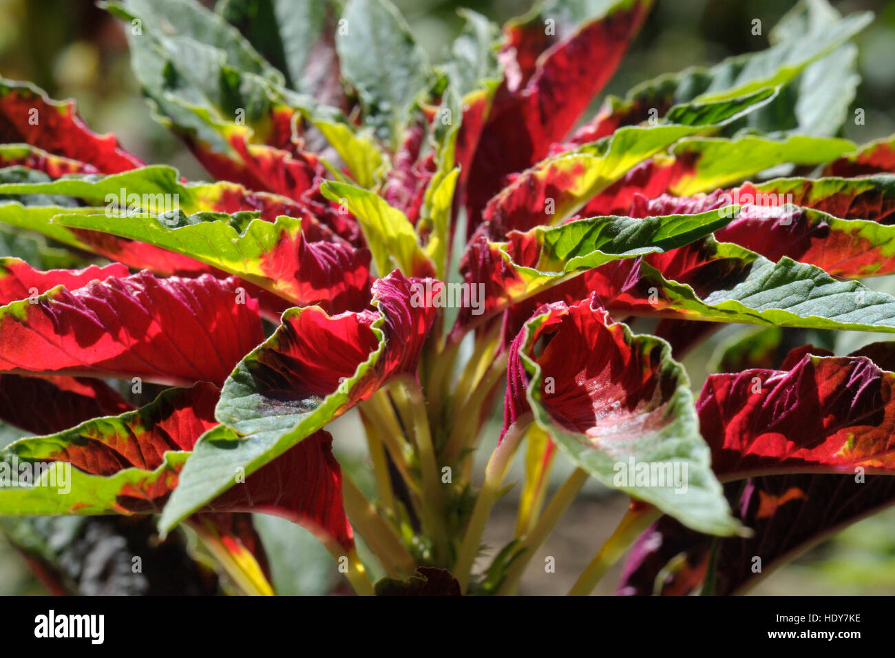 Amaranthus tricolor hi-res stock photography and images - Alamy