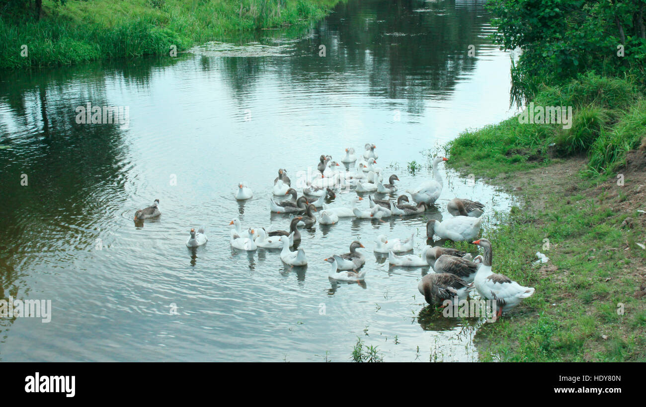 flight of white geese swim on the water Stock Photo - Alamy
