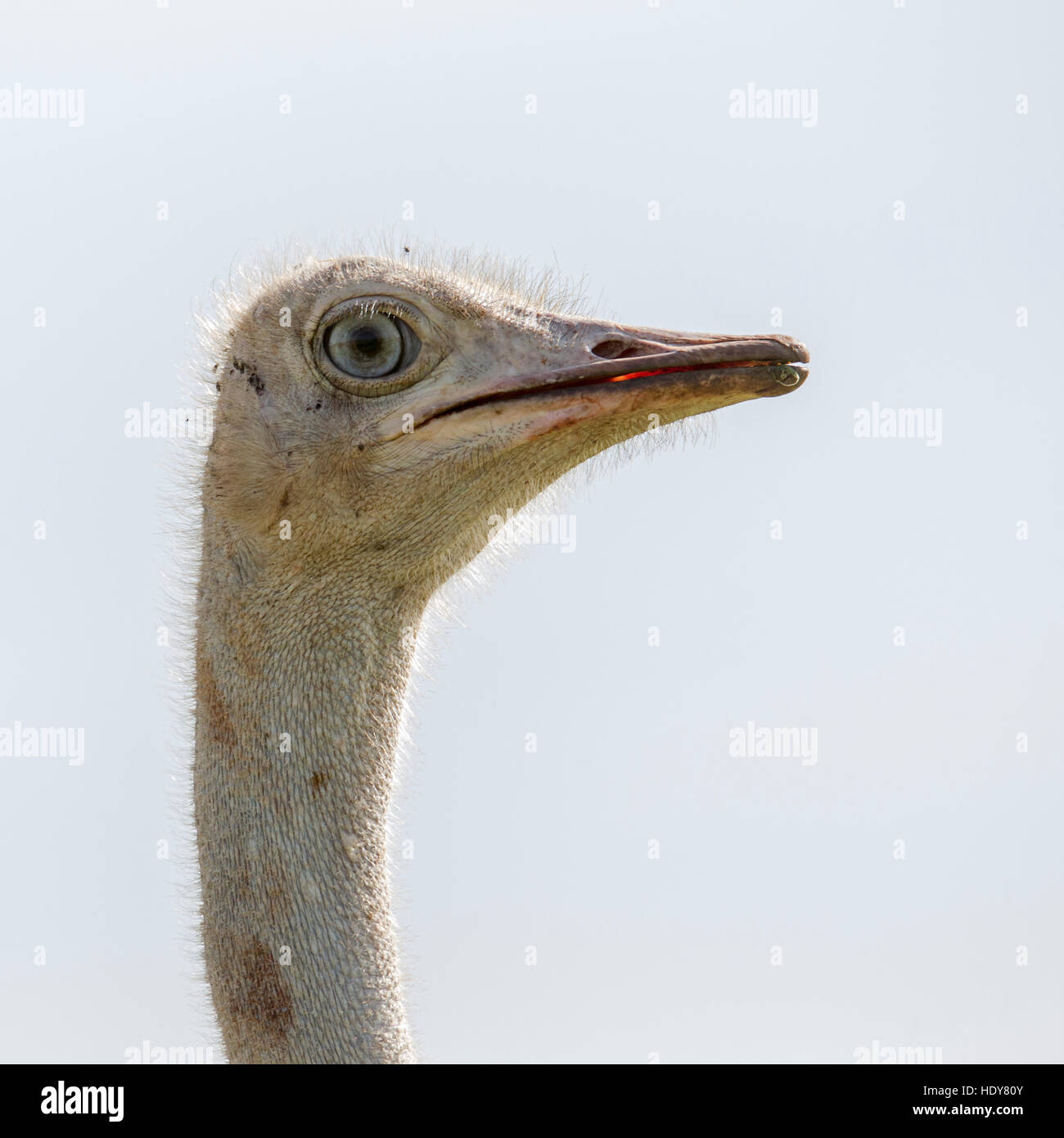 Common ostrich head hi-res stock photography and images - Alamy