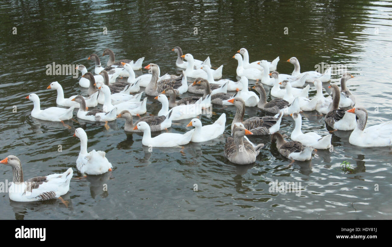 flight of white geese swim on the water Stock Photo - Alamy